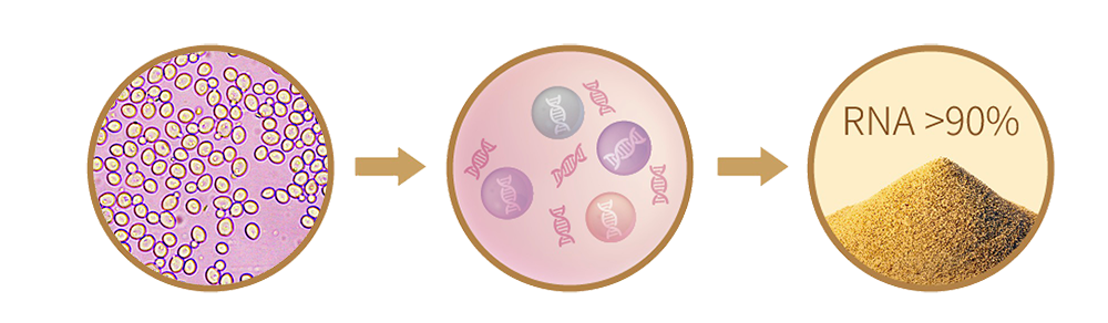 核糖核酸 RNA | 食品级核糖核酸 & RNA 钠盐 | 珍奥生物 - 大连珍奥生物官方网站